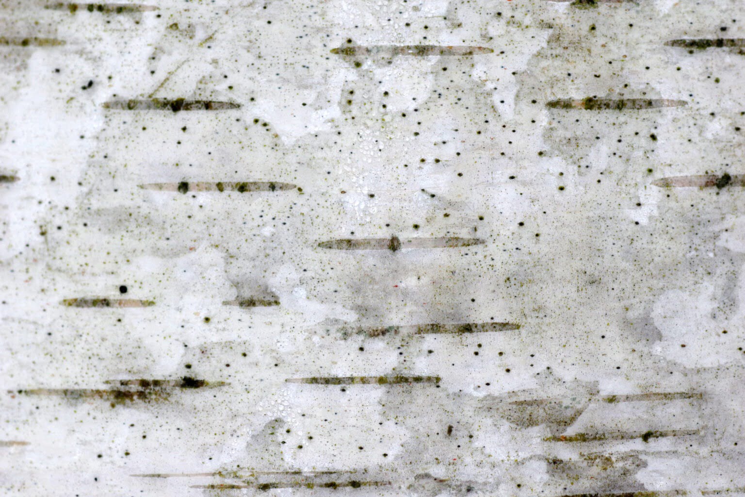 Huvitavaid fakte Archives - Looduskiiker