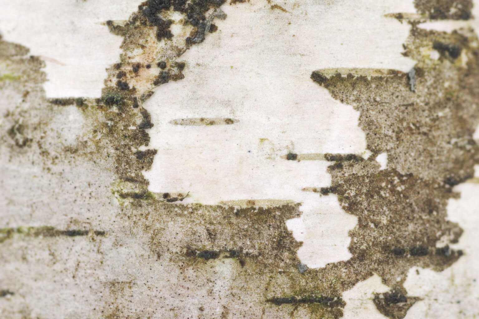 Huvitavaid fakte Archives - Looduskiiker