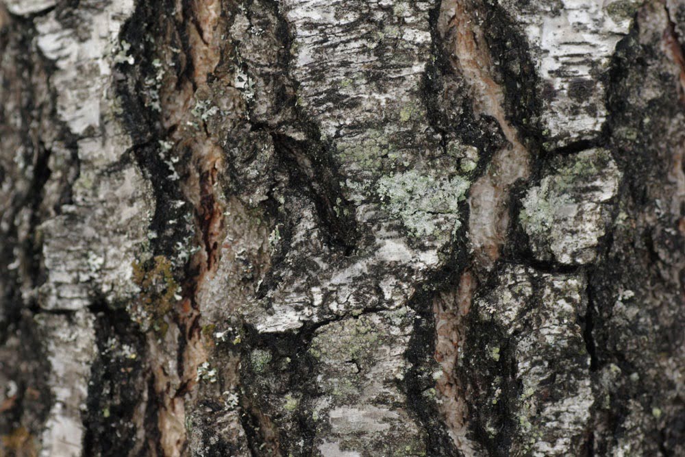 Huvitavaid fakte Archives - Looduskiiker