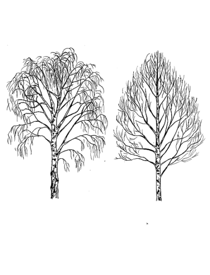 Huvitavaid fakte Archives - Looduskiiker